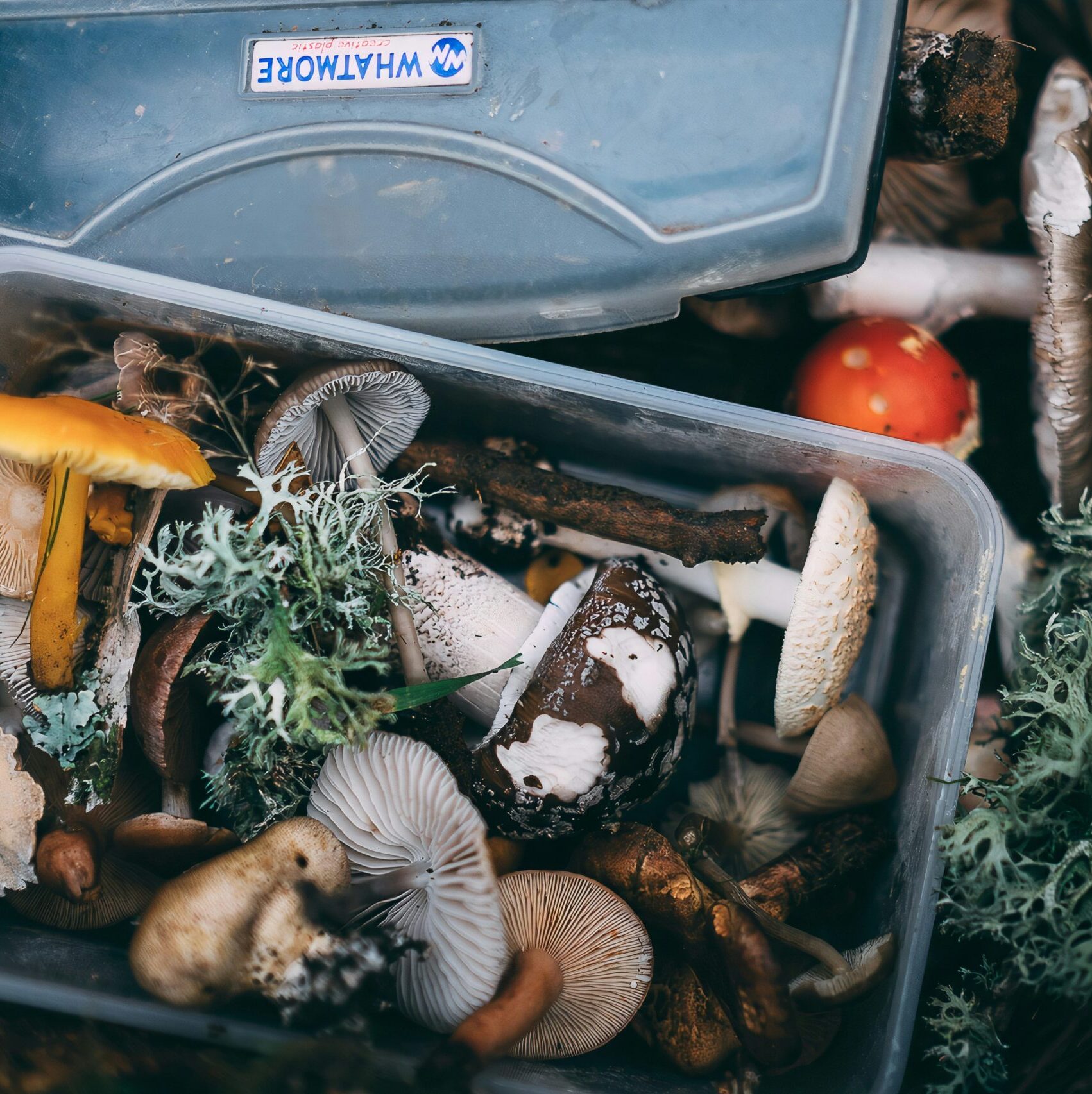 Here’s Why a Course in Foraging is a Good Idea - simbaly